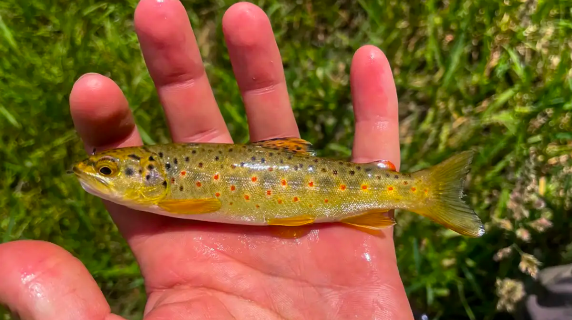 Types of Trout: A Comprehensive Guide - Silent Read