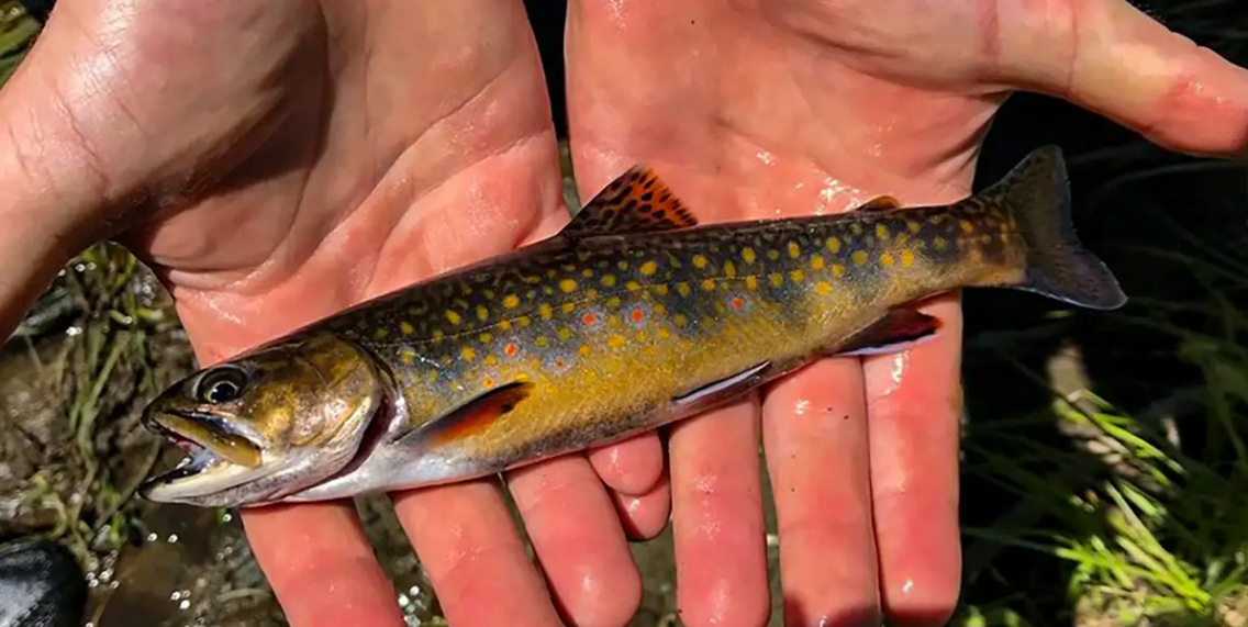 Types of Trout: A Comprehensive Guide - Silent Read